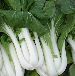 Milk white bok choy seeds 1.5g (1000 seeds) | Zen Seed