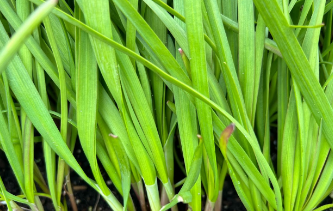 Chives (Chinese large Leaf) seeds 60 seeds, perennial | Massage ...