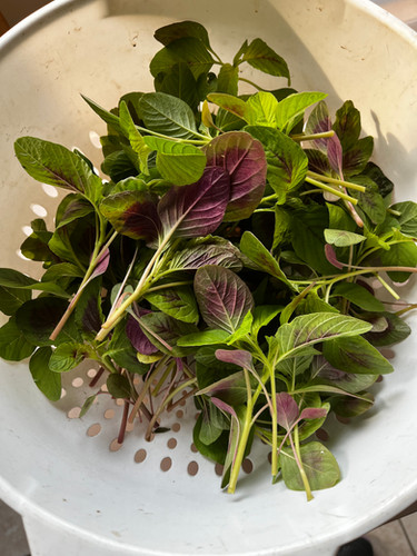 Amaranth seeds 1.5g (1500 seeds) self seedling perennial | Massage ...