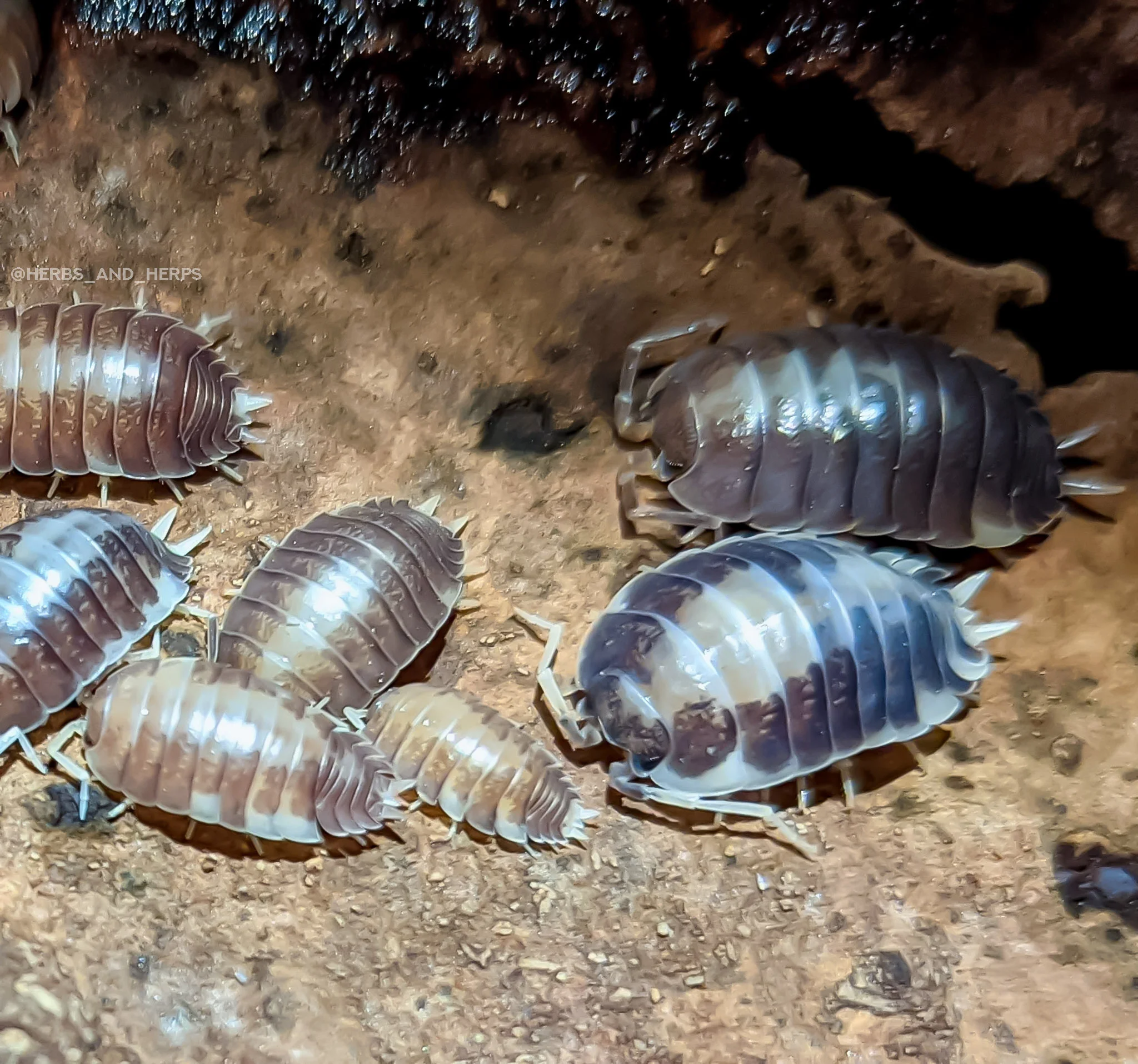 Porcellio Laevis "Milkback" | FernsBioactiveForest