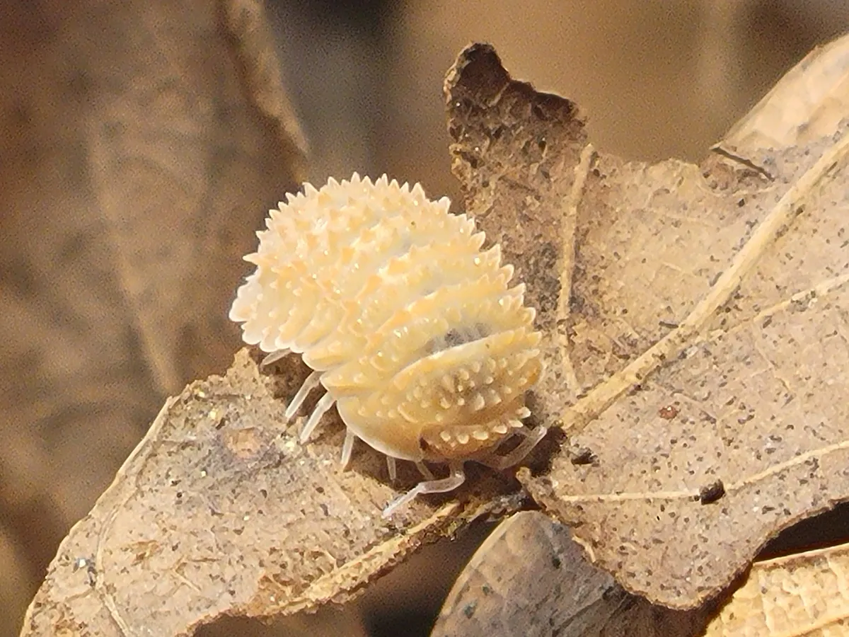 Pinapple Spiky Isopods (Cristarmadillidium muricatum ...