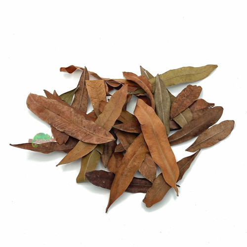 Thika Palm Leaves | FernsBioactiveForest