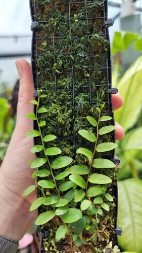 Marcgravia Cuttings | FernsBioactiveForest