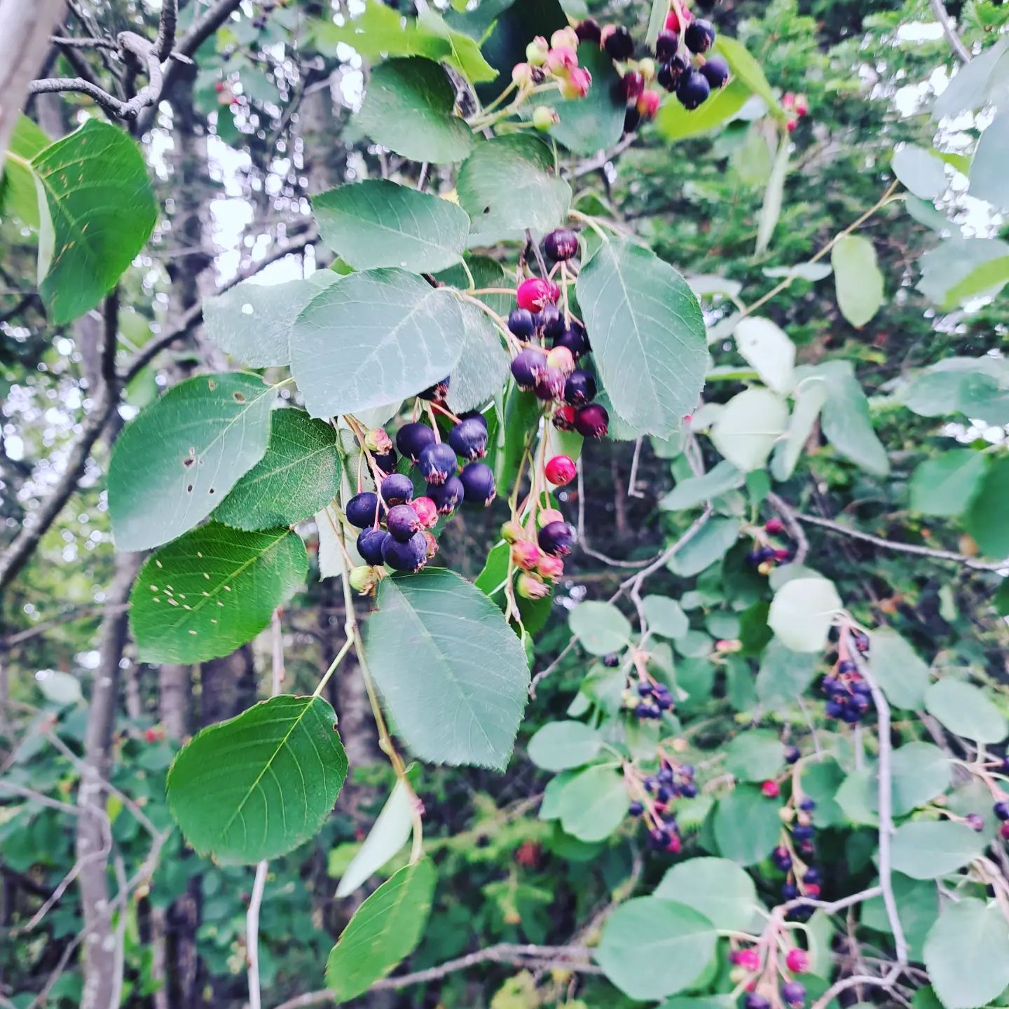 Craniosacral | Rose Arrowsmith | Grand Marais