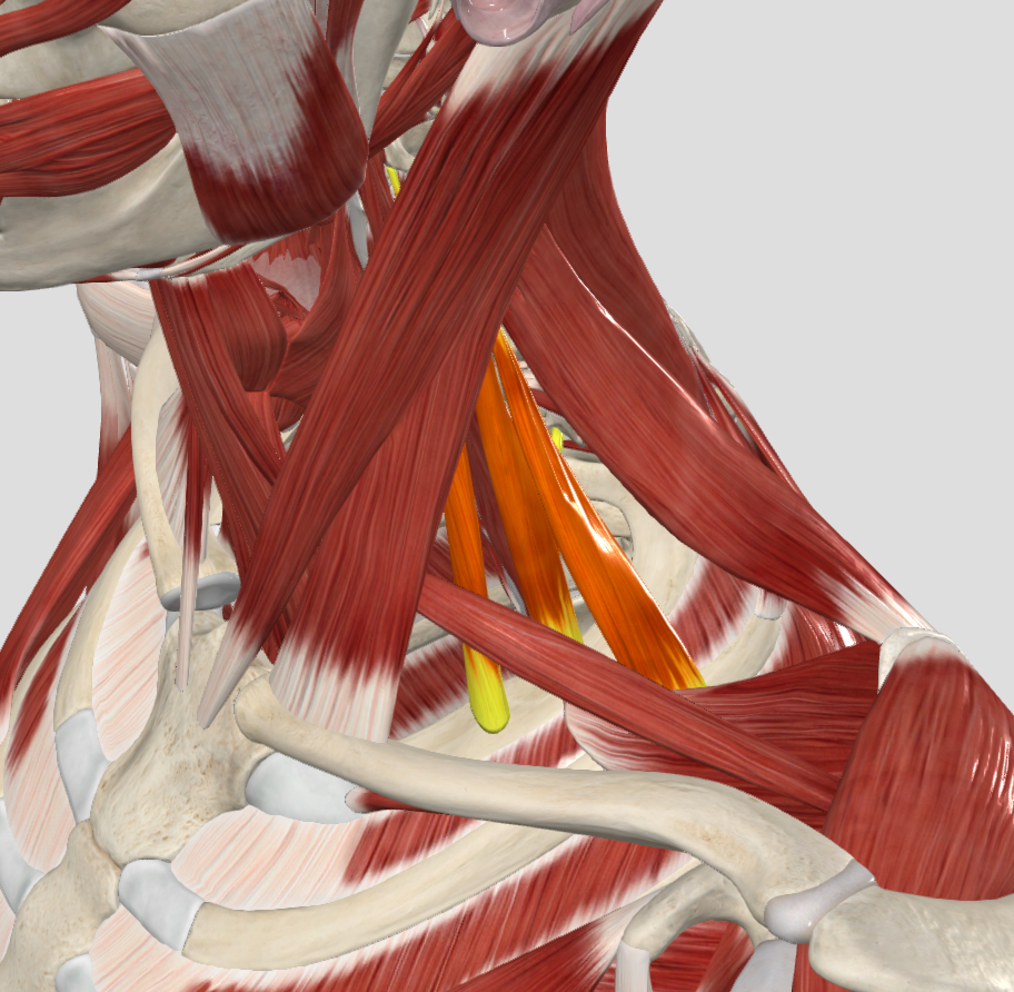 THE ATTACHMENT DISORDER OF THE SCALENES