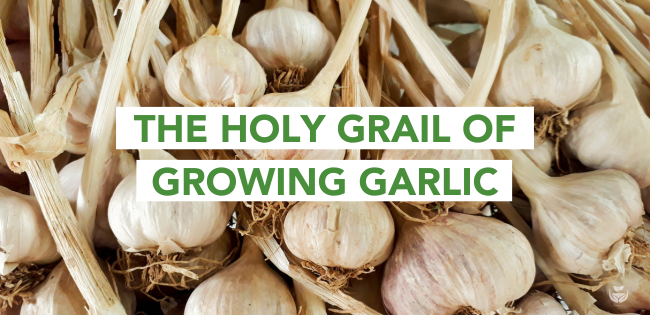 The Holy Grail of Growing Garlic