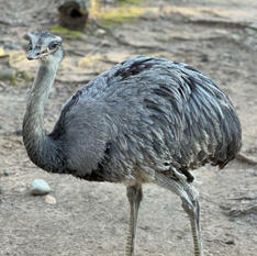 Our Animals | Friends of BC Zoo
