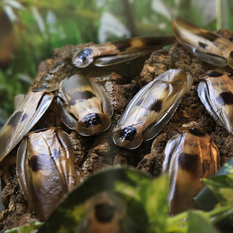 Our Animals | Friends of BC Zoo