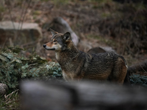 Red Wolf | Friends of BC Zoo