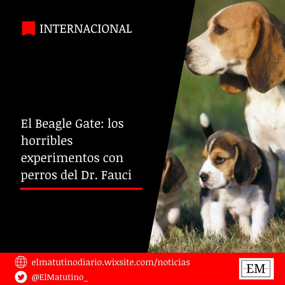 El Beagle Gate: los horribles experimentos con perros del Dr. Fauci