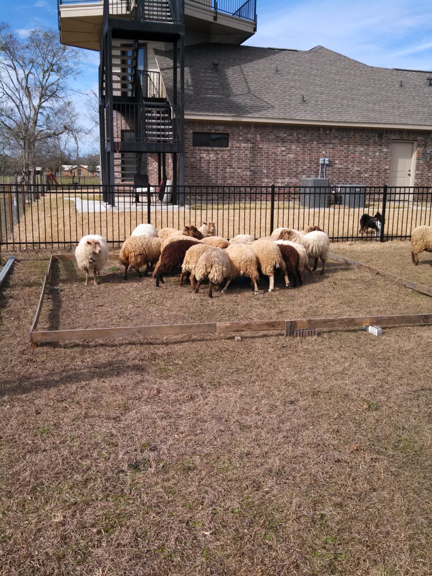Traditional 1927|Fine Fleece | Foggy Hollow Ranch Shetland Sheep | Texas