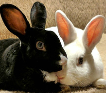 GHRS | Rescue | Educate | Adopt | Georgia House Rabbit Society