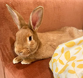 GHRS | Rescue | Educate | Adopt | Georgia House Rabbit Society