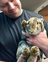 GHRS | Rescue | Educate | Adopt | Georgia House Rabbit Society