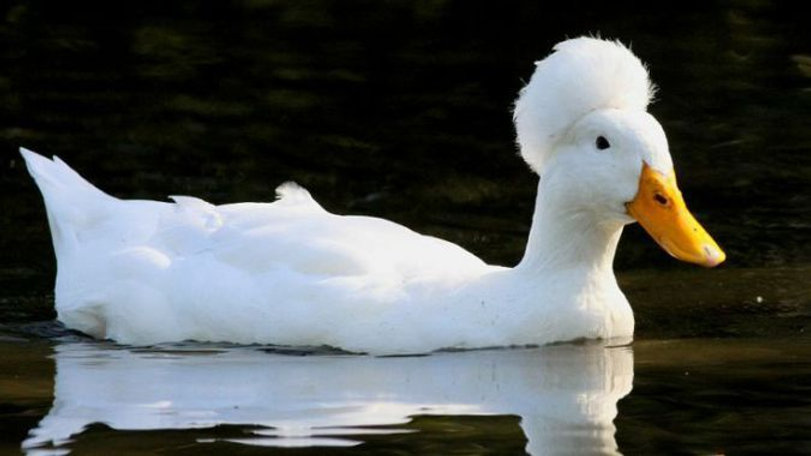 Afro Duck!