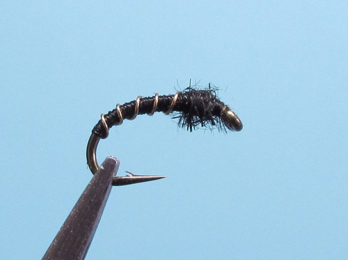 Black Beauty Midge | My Site