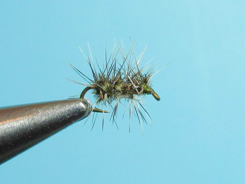 Griffith Gnat | My Site