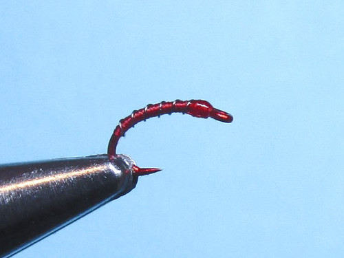 Red Midge Larva | My Site