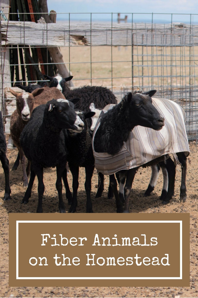Fiber Animals on the Homestead: Make Your Own Clothes
