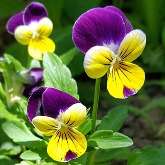 Viola - Johnny Jump ups | Growzone3