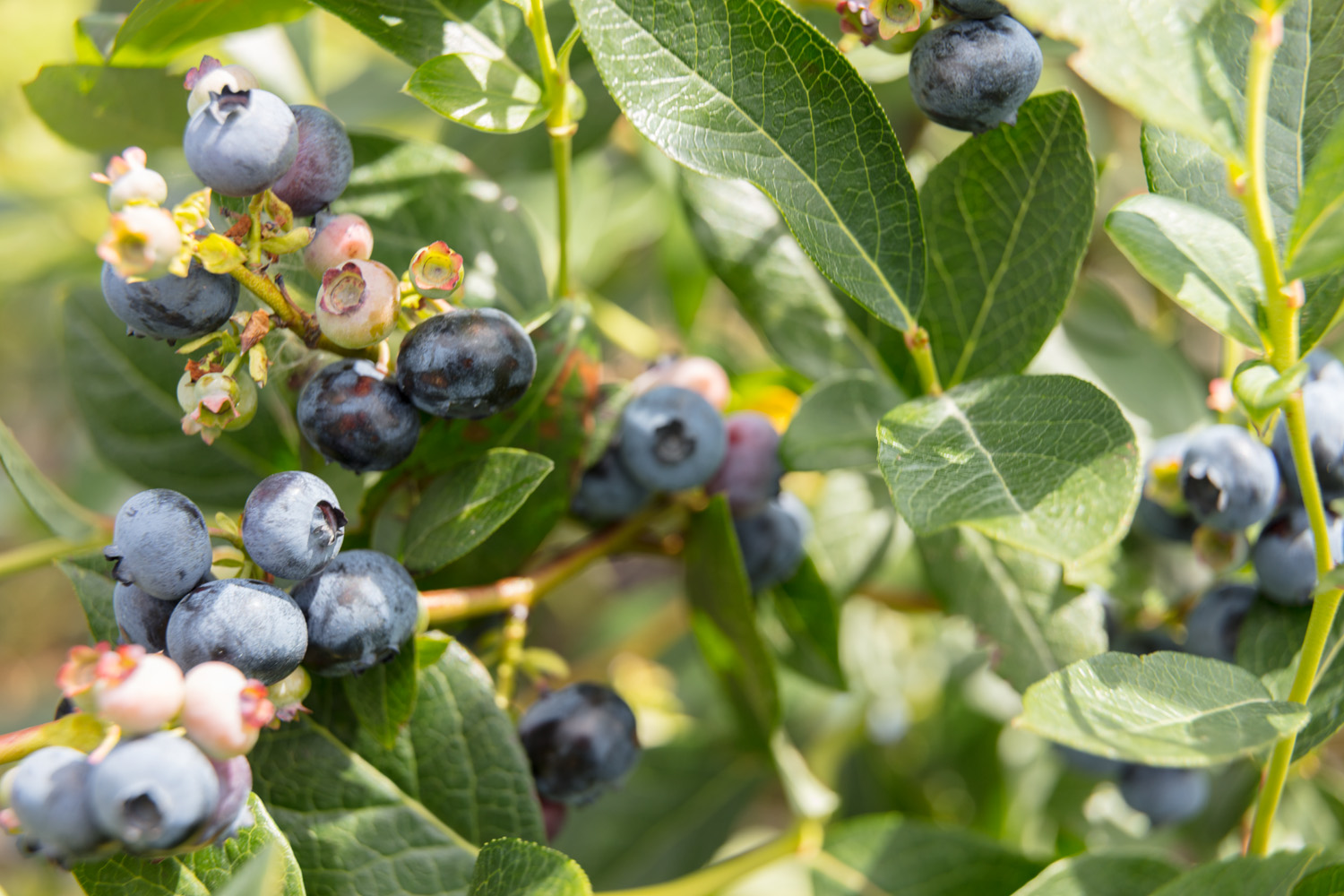 Bleuets | Québec | Auxfruitsdelacolline