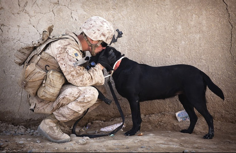 PTSD Service Animals: Trained to Save Lives| Chateau Health