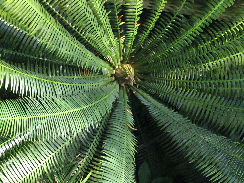 Dioon spinulosum