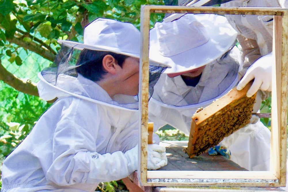 Beekeeping Mentorship Program | Oc Beekeeping