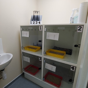 Cat Isolation | mysite