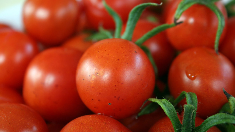 Connors Farm | Farm Stand | Corn Maze | Birthdays | Danvers MA 01923