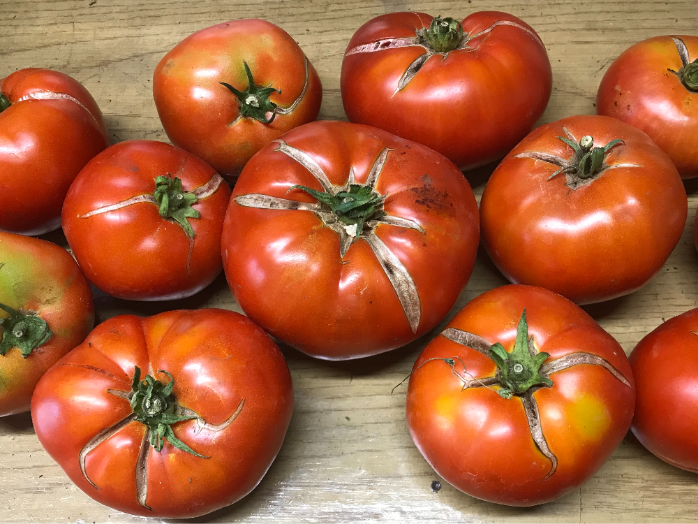 Grafted Tomatoes Prove Their Worth