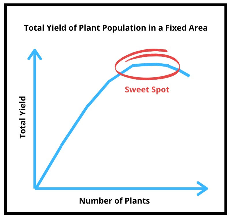 An Experiment in Onion Spacing