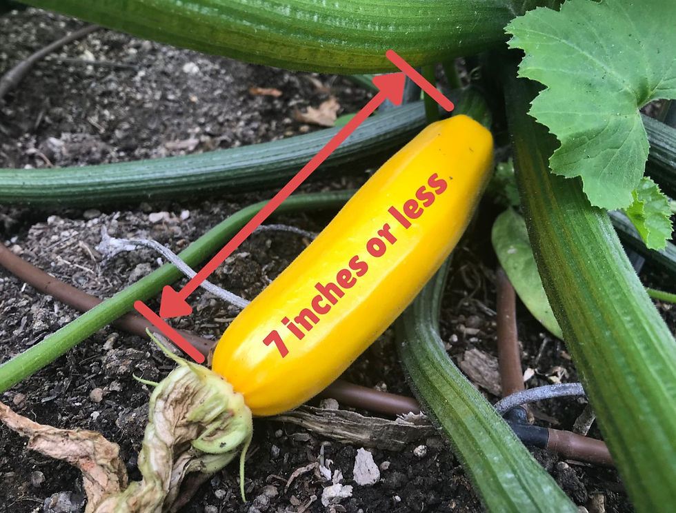 How to Prune and Stake Zucchini Plants