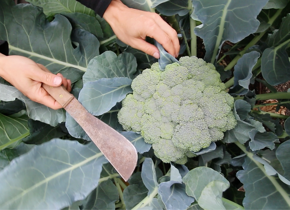 Breaking the Rules of Crop Rotation