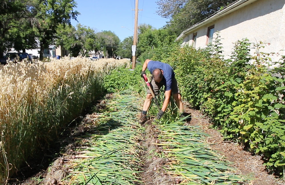 How Garlic Spacing Impacts Bulb Size and Total Yield