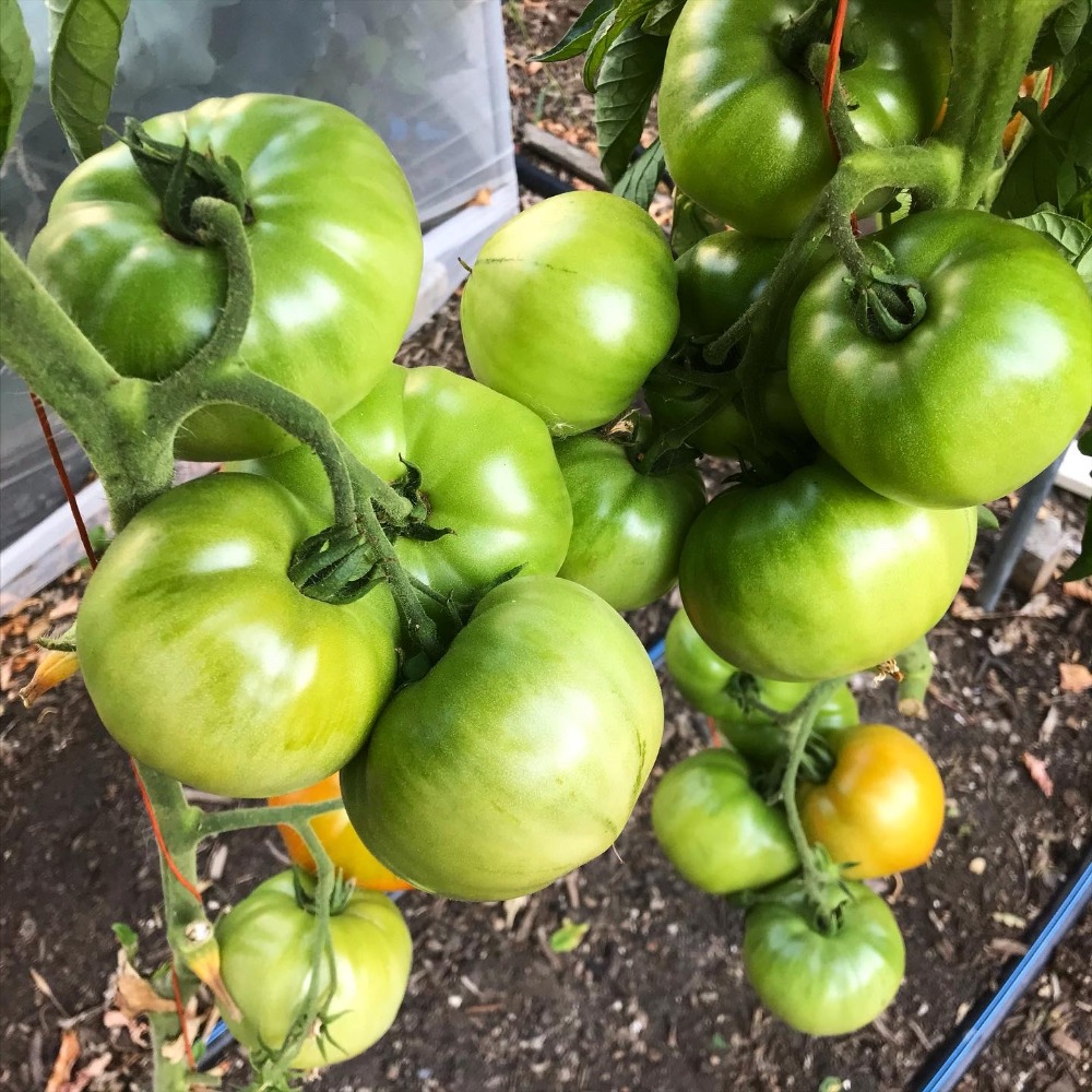 Grafted Tomatoes Prove Their Worth