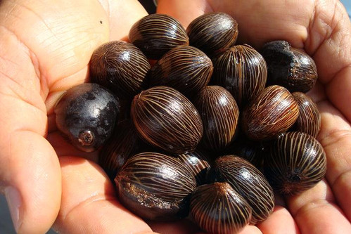 Óleo de Patauá | Bielus