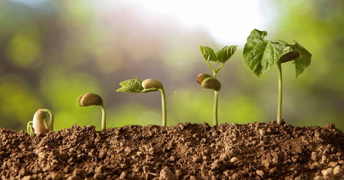 junior Biology: Life cycles | Home Education Hub