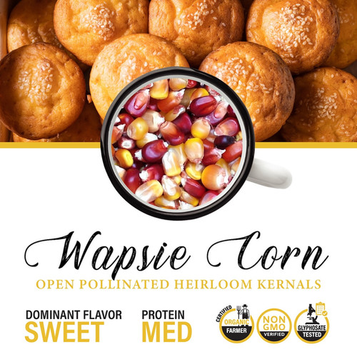 Heirloom Wapsie Corn from Organic Farmers | Farmers' Storehouse