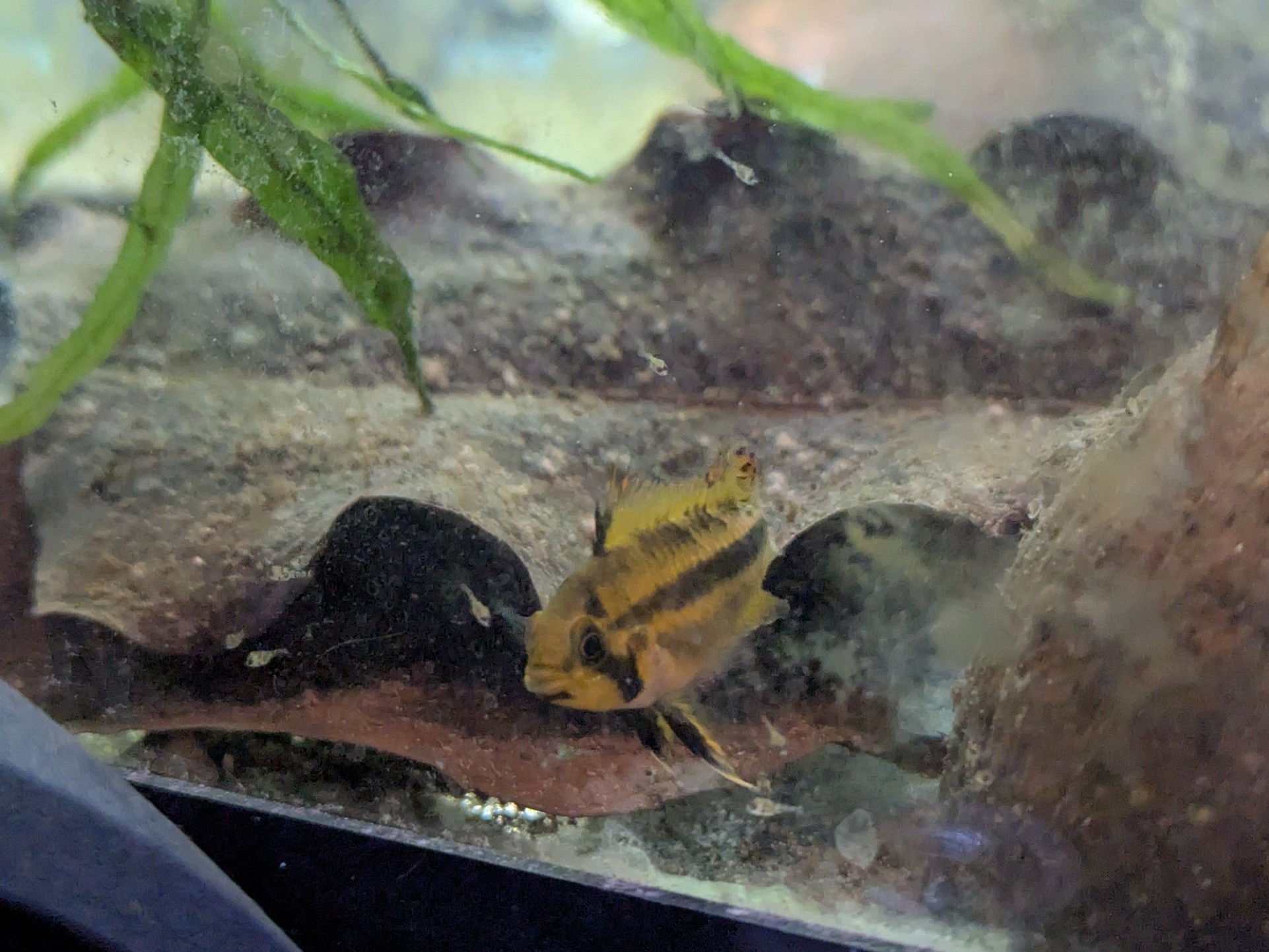 Name: Grace Doyle Scientific Name of Fish* (Genus and specie | Breeder ...