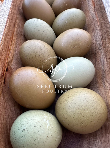 6 Olive Egger Eggs (1/2 dozen+1) | Spectrum Poultry