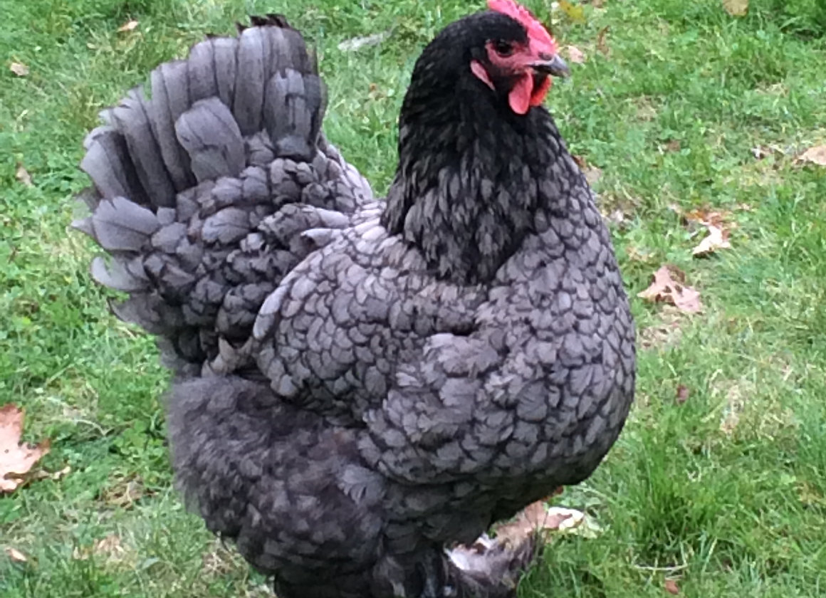 6 Croad Langshan Eggs (1/2 Dozen) | Spectrum Poultry