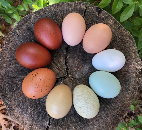 Rainbow Hatching Eggs (1 Dozen) | Spectrum Poultry