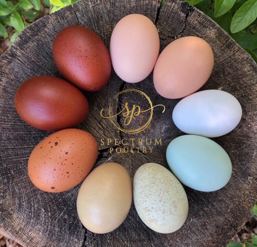 Rainbow Chick Box (8 chicks +1) | Spectrum Poultry