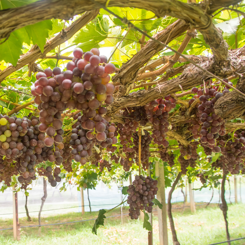Palate Partnets | The Grape Race