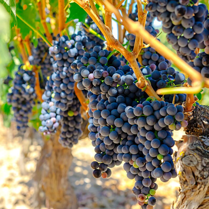 Palate Partnets | The Grape Race