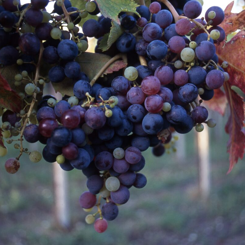 Palate Partnets | The Grape Race