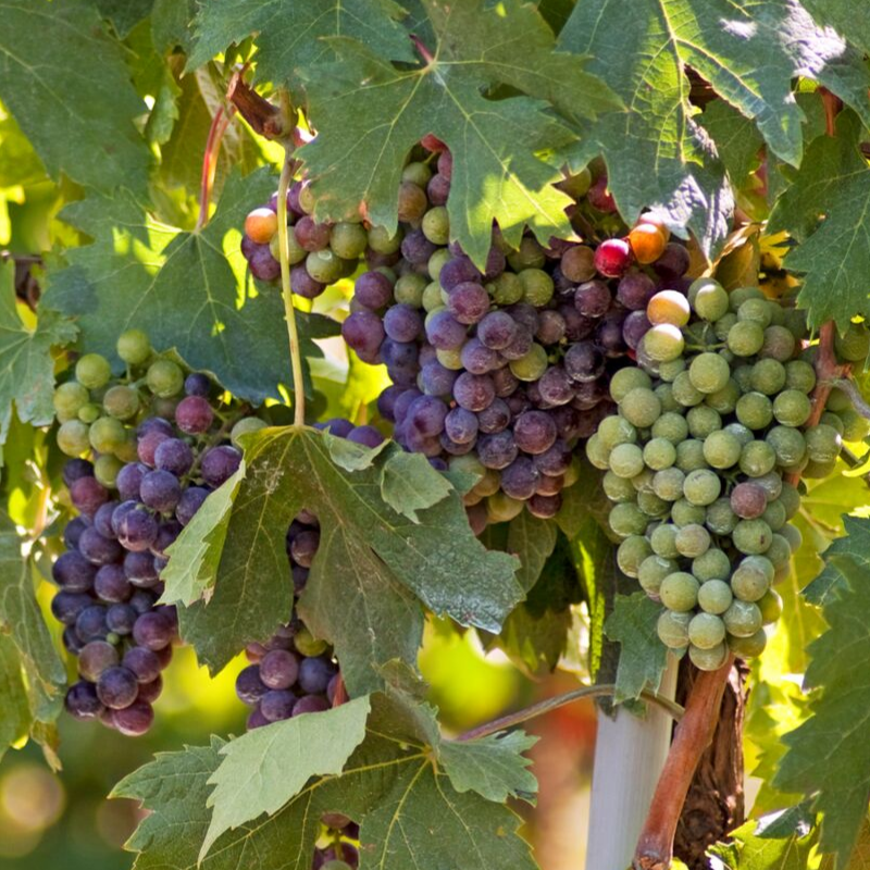 Palate Partnets | The Grape Race