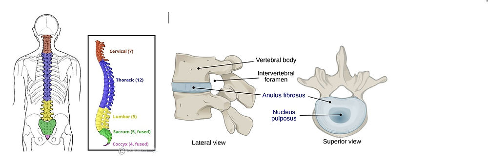 Myth Busting the “Slipped Disc”https://static.wixstatic.com/media ...