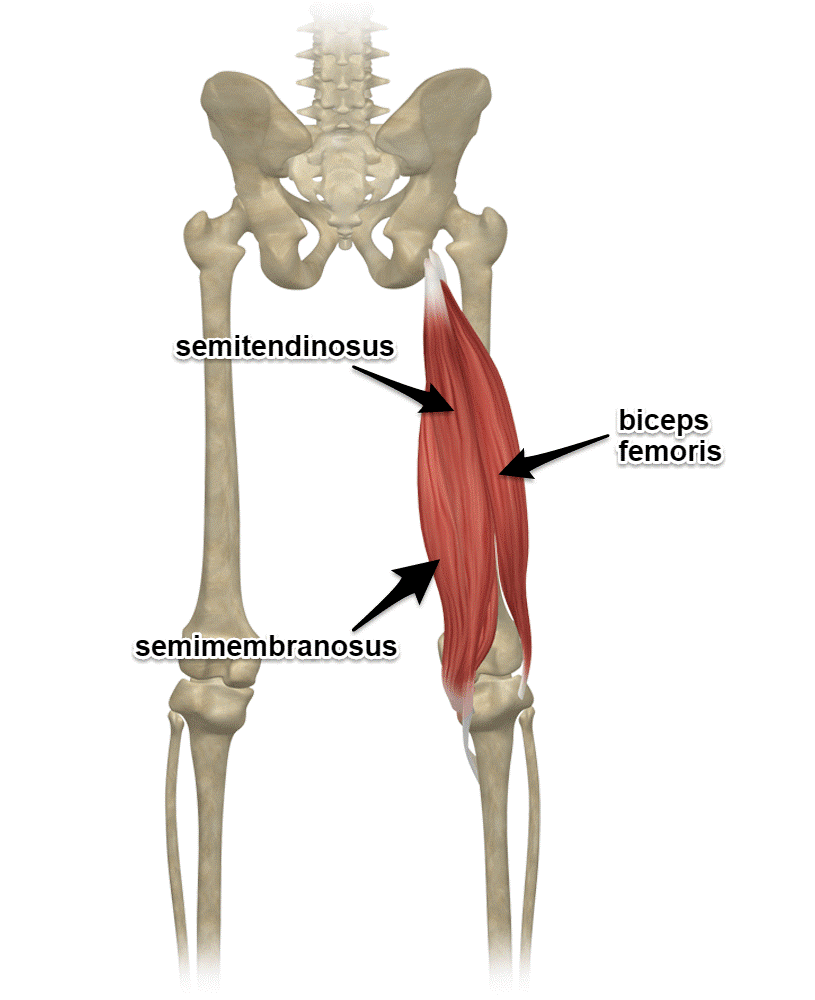 Hamstring Injury And Preventionhttps static wixstatic media
